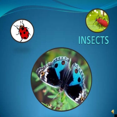 Insects | PPT