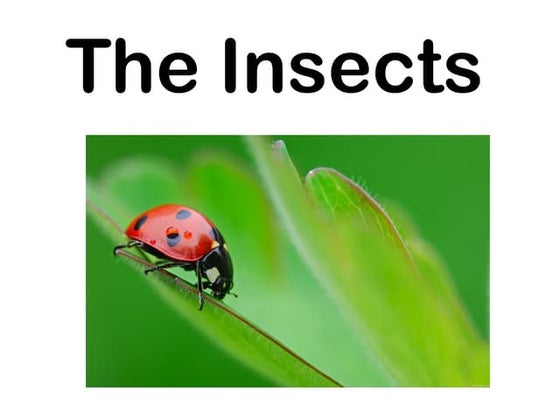 Insects Powerpoint | PPT