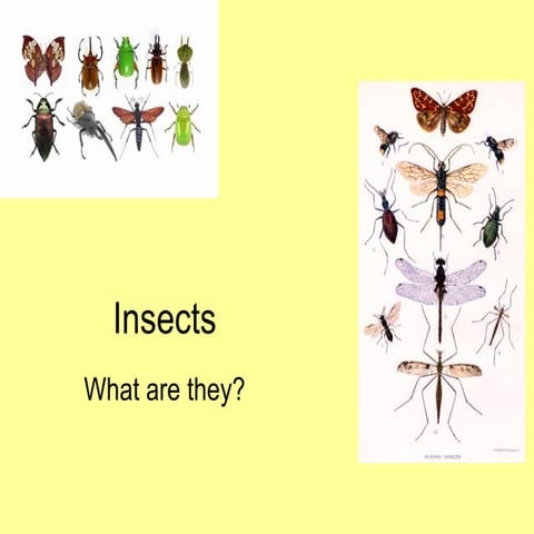 Insects Powerpoint