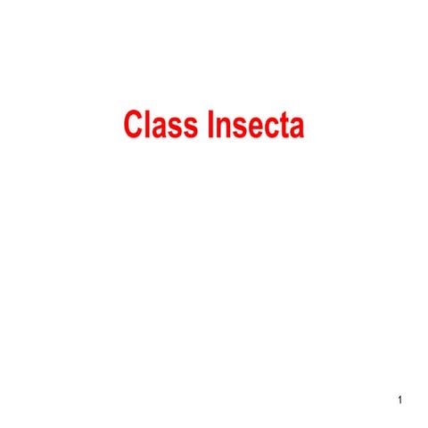 Insects | PPT