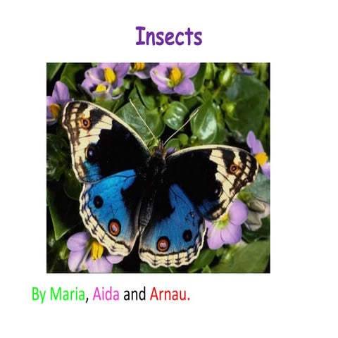 Insects | PPT