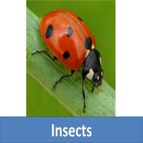 Insects | PPTX