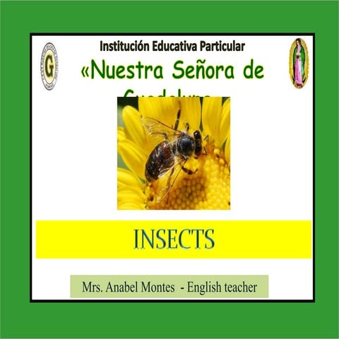 Insects | PPTX
