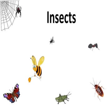 Insects .pptx