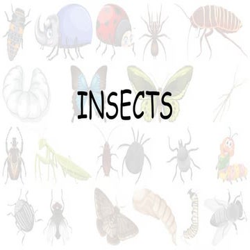 INSECTS PRIMARY SCHOOL SCIENCE POWERPOINT | PPTX