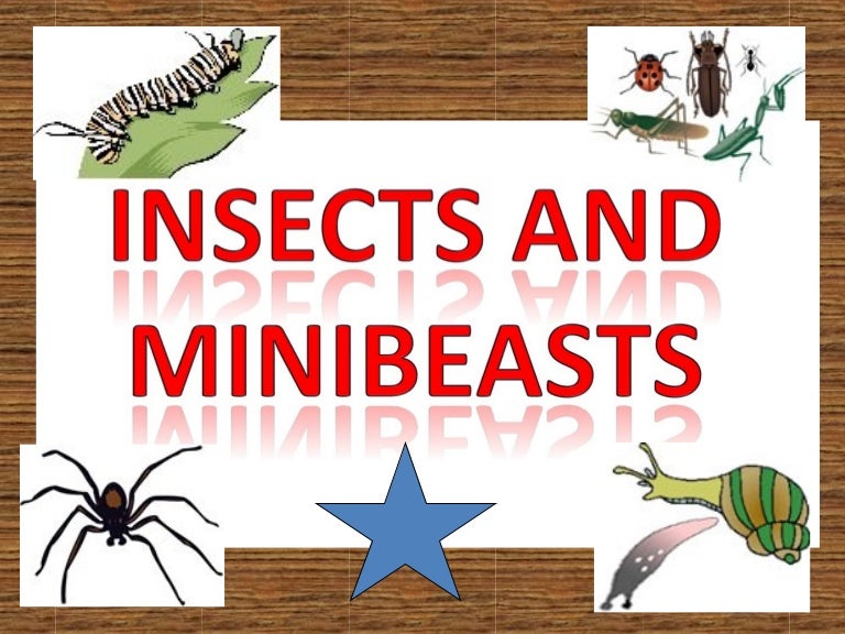 Insects And Minibeasts