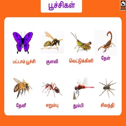 Insects-in-tamil-பூச்சிகள்-Insects-chart.pdf