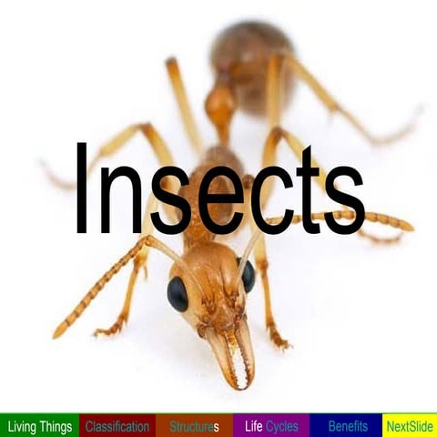 Insects 4 | PPT