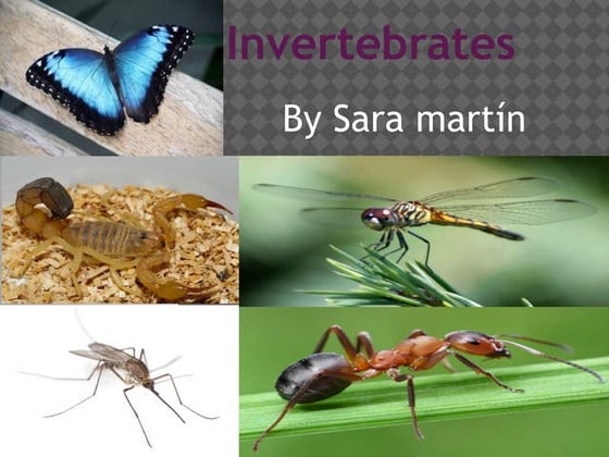 Insects and fish | DOCX | Fish and Aquariums | Pets