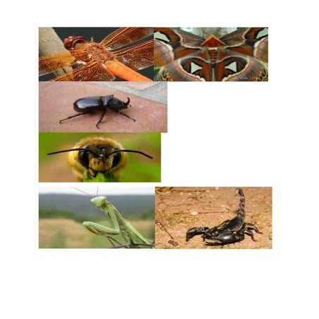 Insects birds reptiles research | DOCX
