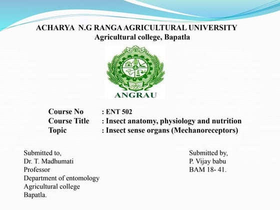 Sense organs of insects and their structure | PPTX | Eye and Vision ...
