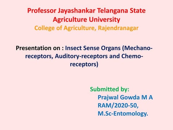 insect vision, entomology, insect eye facet | PPTX | Eye and Vision ...