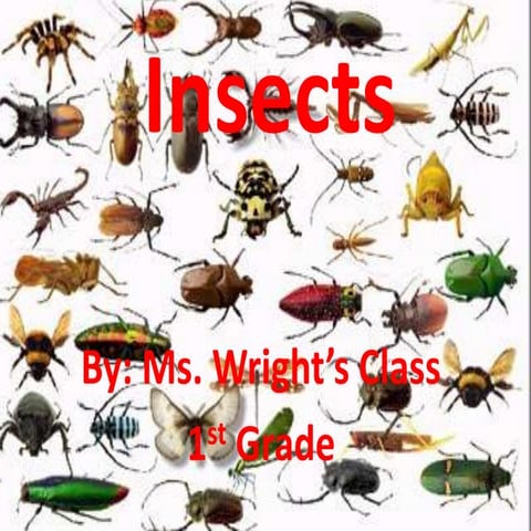Insects Group | PPTX