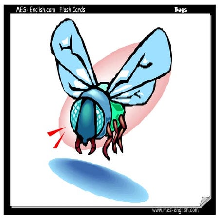 Insects flash | PPT