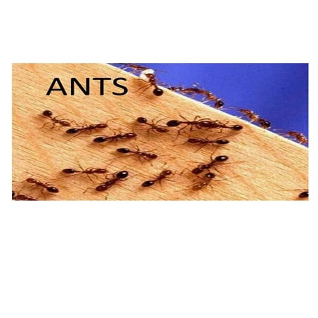 Insects flashcards | PDF