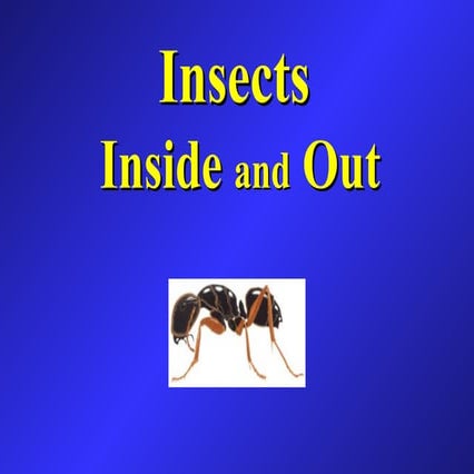 Insects Powerpoint | PPT