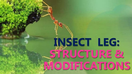 TYPES OF INSECT LEGS | PPTX | Beekeeping | Hobbies & Interests