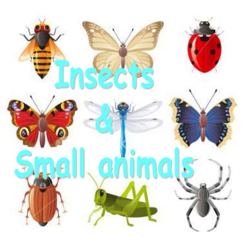 Insects and animals | PDF | Reptiles | Pets