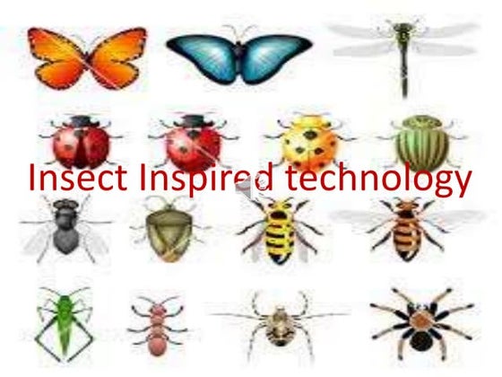 insect vision, entomology, insect eye facet | PPTX | Eye and Vision ...