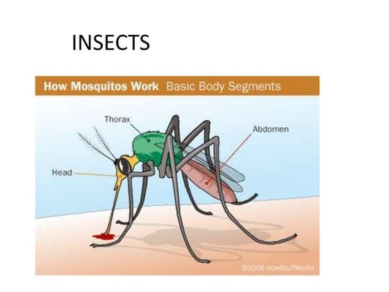 Insects | PPT