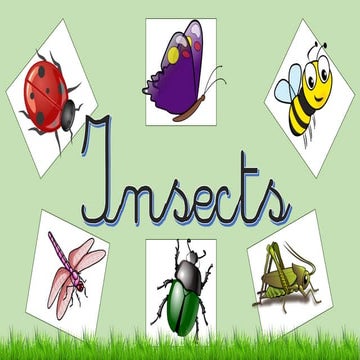 Insects : English language | PDF