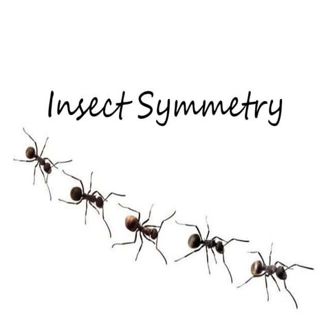 Arte- simetría de insectos más imprimibles.ppt