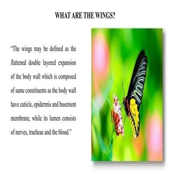Types of insect wings | PPTX