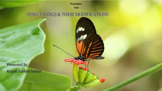 Muscular system in insects | PPT