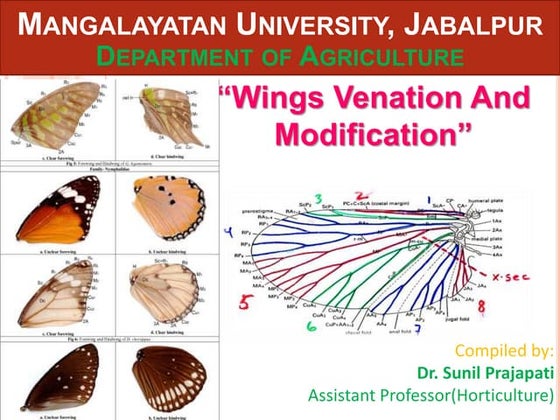 Insect Wings, Structure and their Modifications | PPTX | Birdwatching ...