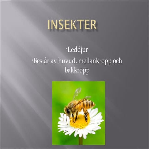 Insekter | PPT