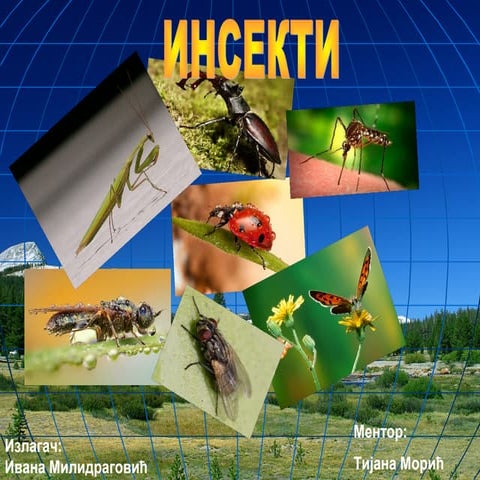 Insekti | PPT
