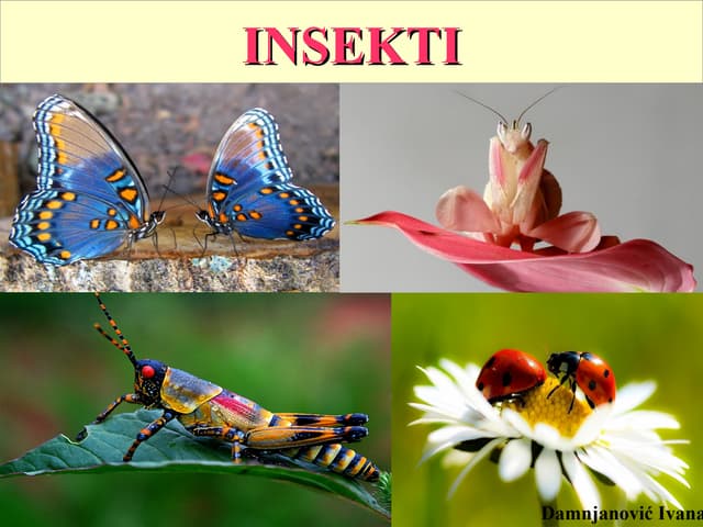 Beskicmenjaci prepoznaj me | PPTX