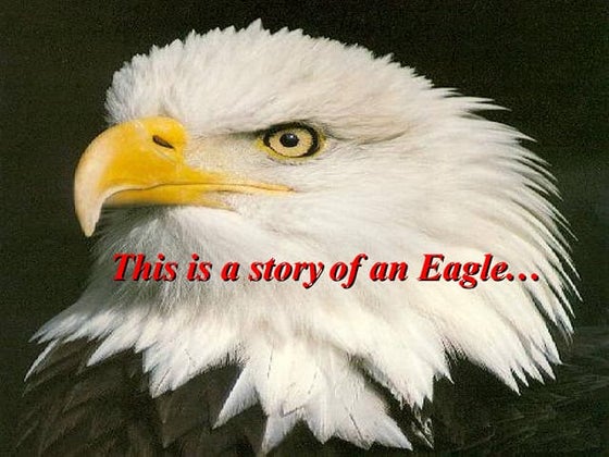 Lessons From The Life Of An Eagle | PDF | Birdwatching | Hobbies ...