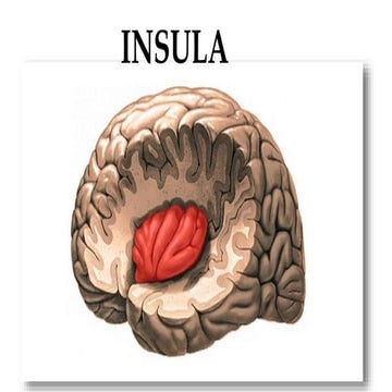 Insula neuroanatomia UCNE | PPTX