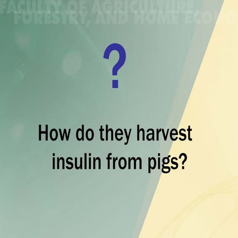 How do they harvest insulin from pigs? | PDF | Endocrine and Metabolic ...