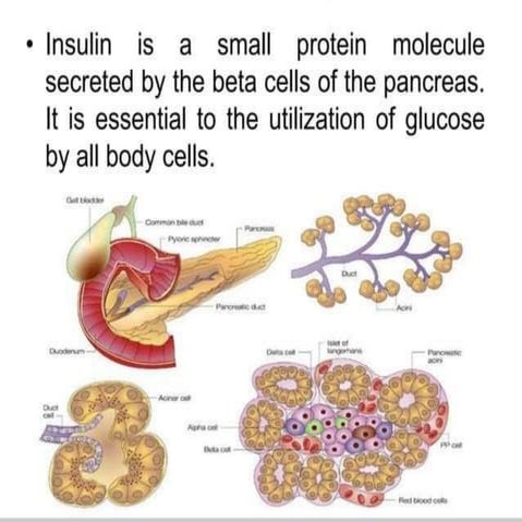 insulin-therapy-234926807.pptx