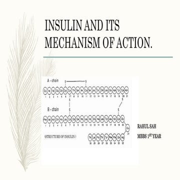 Insulin and its mechanism of action. | PPTX