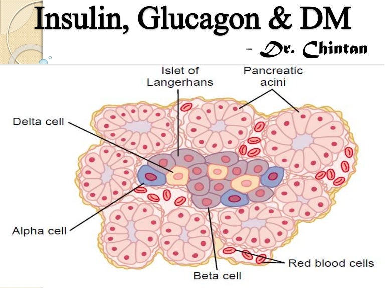 Insulin, glucagon & dm
