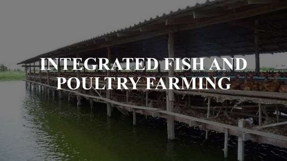 Integrated fish farming system | PPT