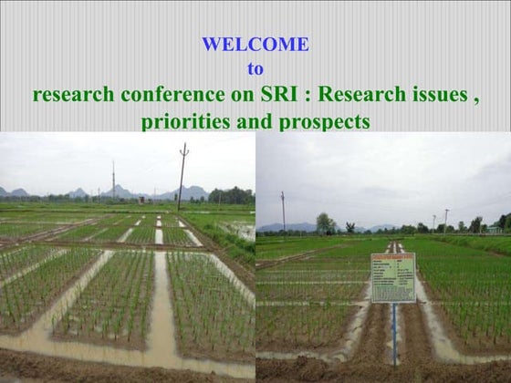 Presentation on Rice Cultivation | PPTX | Agriculture | Industries
