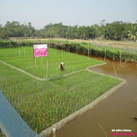 Integrated rice, vegetable and fish culture | PPTX