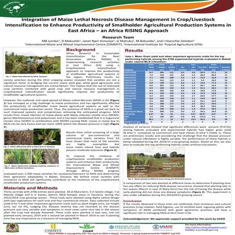 Integration of maize lethal necrosis disease management in crop livestock intensification to ...