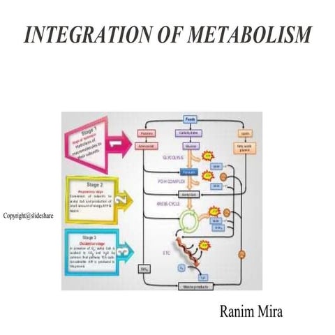 Integration_Of_Metabolism_Mira.ppt | Endocrine and Metabolic Diseases ...