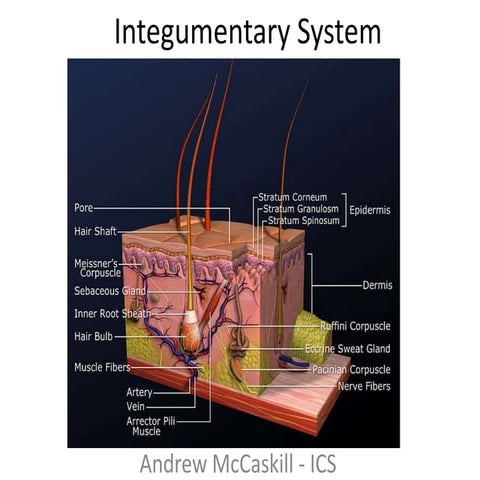 Integumentary system | PPTX