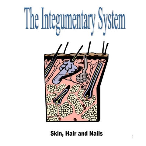 Integumentary system | PPT