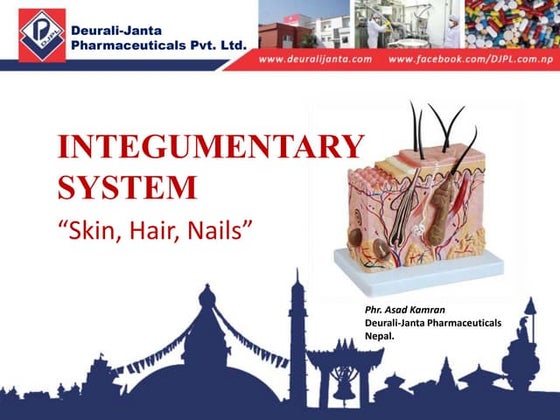 Integumentary system | PPT