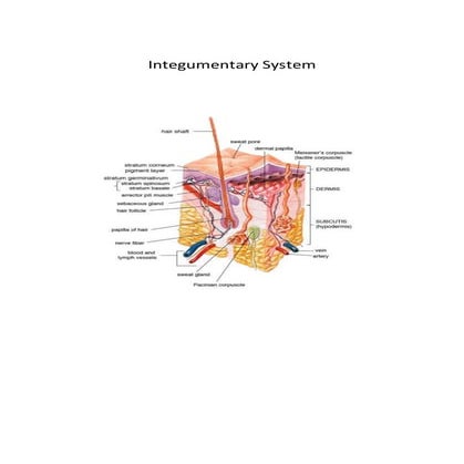 Integumentary system | PDF