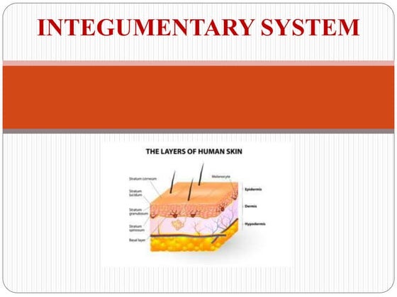 Skin: Structure and function of the skin | PPTX