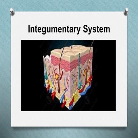 Integumentary system | PPTX