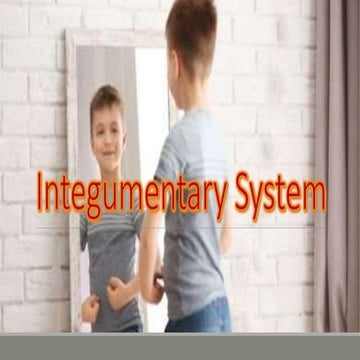 Integumentary System For Kids Practice Test Integumentary System